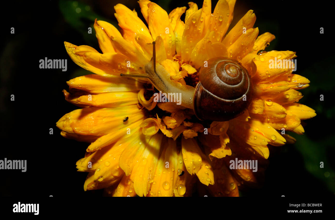 Snail on flower Stock Photo - Alamy