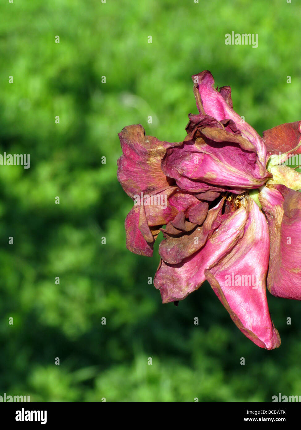 one single wilting red rose in garden Stock Photo - Alamy