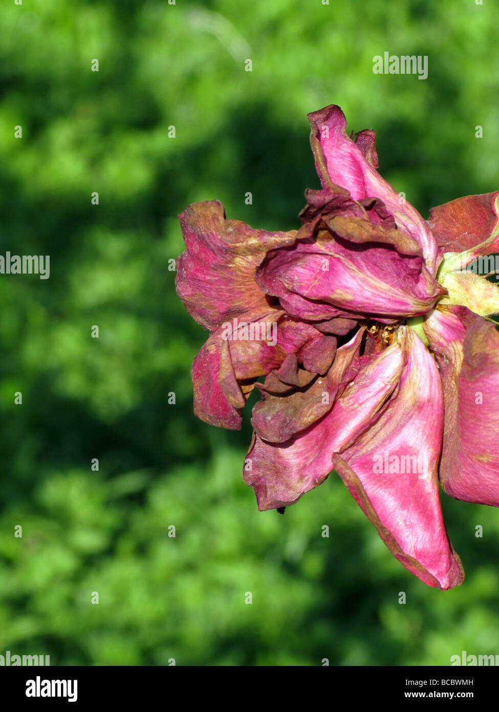 one single wilting red rose in garden Stock Photo - Alamy