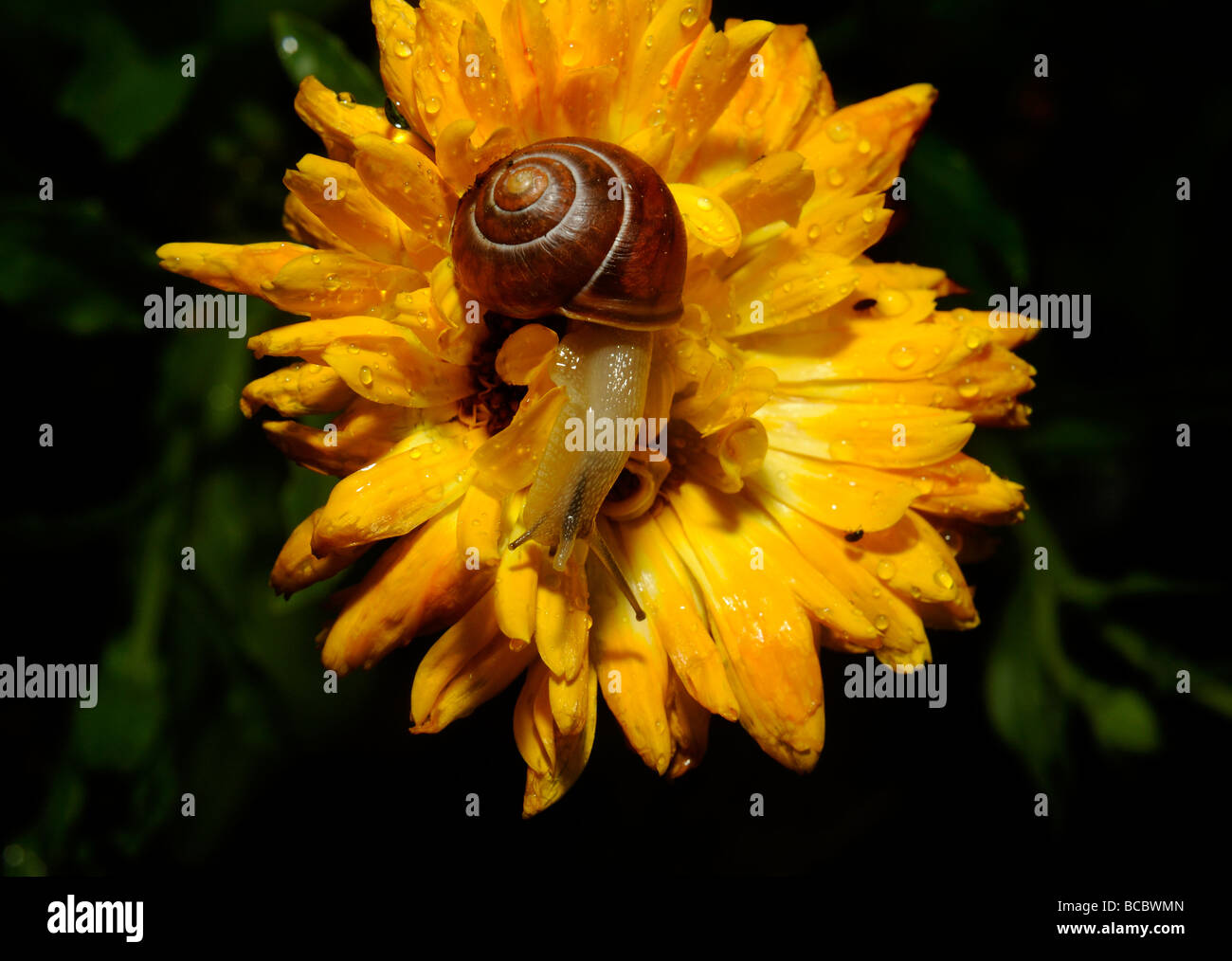 Snail on flower Stock Photo - Alamy