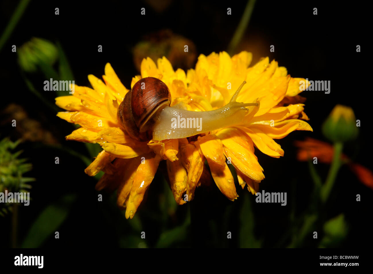 Snail on flower Stock Photo - Alamy