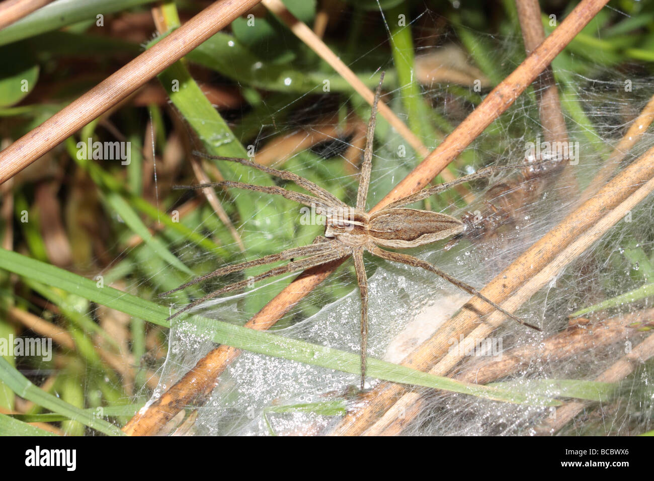 Spider wolf head hi-res stock photography and images - Alamy