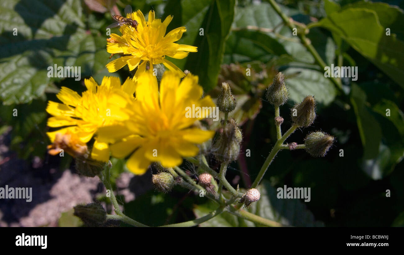 Yellow hawkweed visited by a Hoverfly Syrphid syrphidae on a bright ...