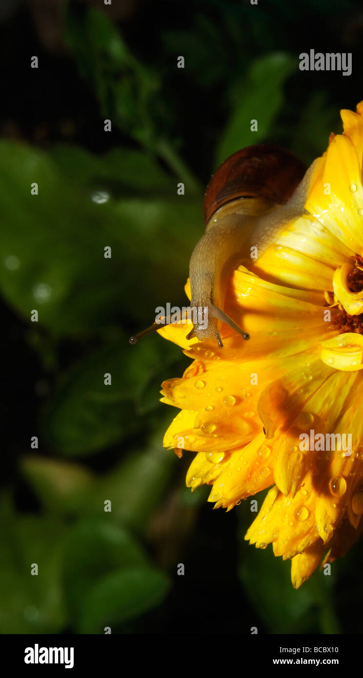 Snail on flower Stock Photo - Alamy
