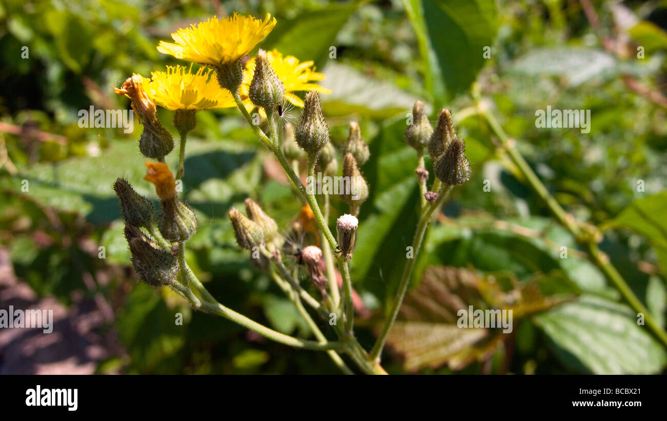 Yellow hawkweed hi-res stock photography and images - Alamy