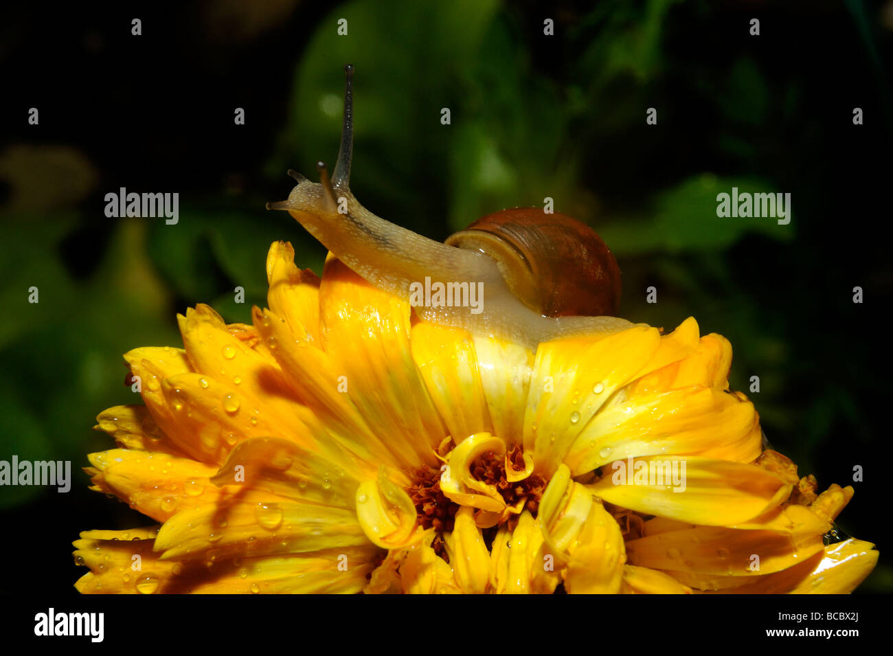 Snail on flower Stock Photo - Alamy
