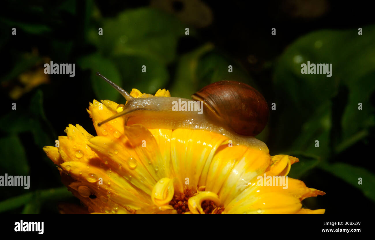 Snail on flower Stock Photo - Alamy