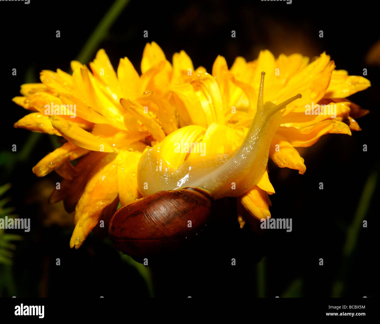 Snail on flower Stock Photo - Alamy