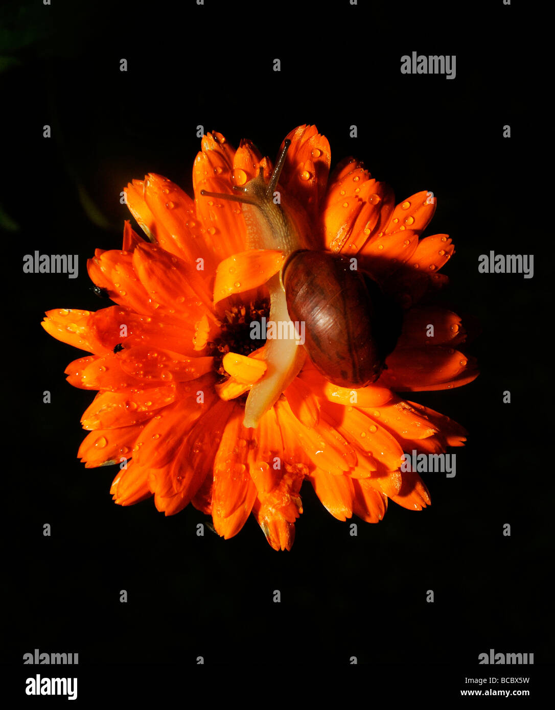 Snail on flower Stock Photo - Alamy