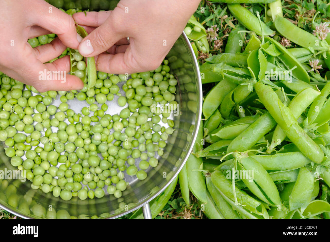 Podding peas woman hi-res stock photography and images - Alamy