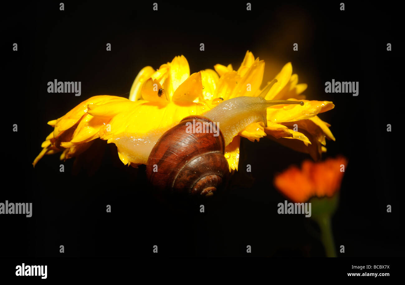 Snail on flower Stock Photo - Alamy