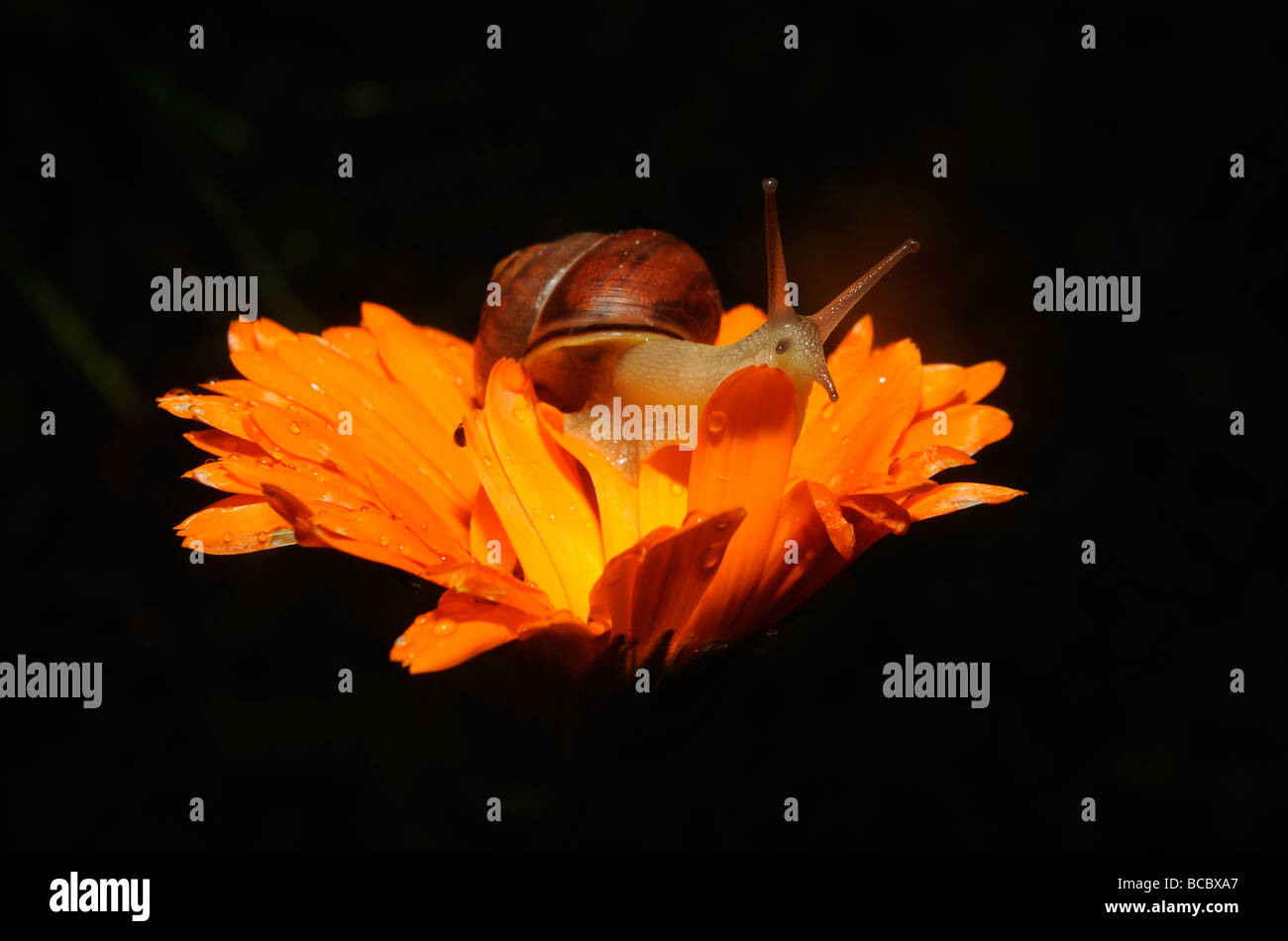Snail on flower Stock Photo - Alamy