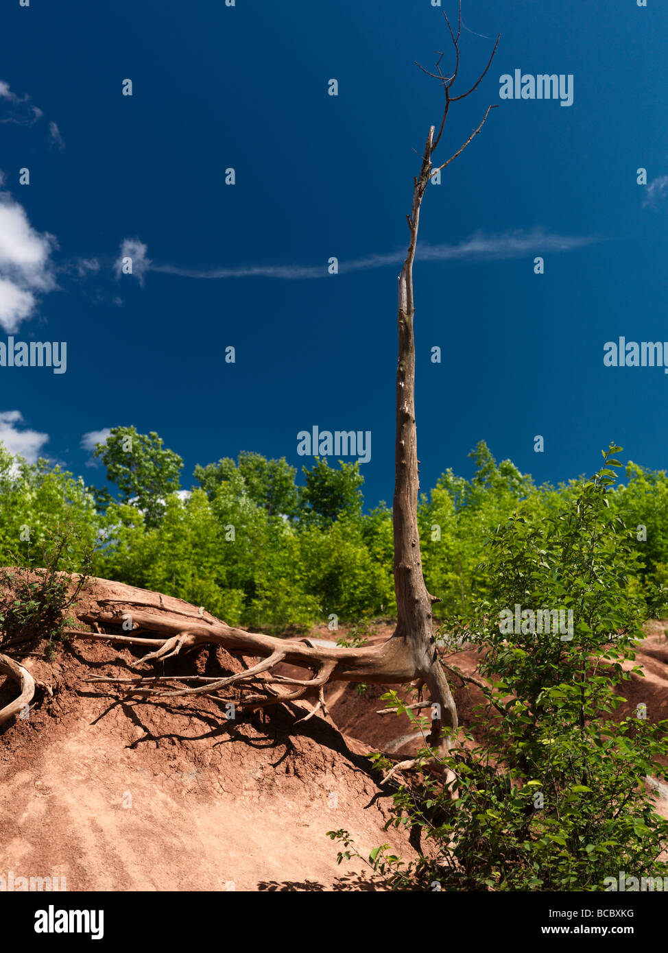 Dead tree in Badlands Stock Photo - Alamy