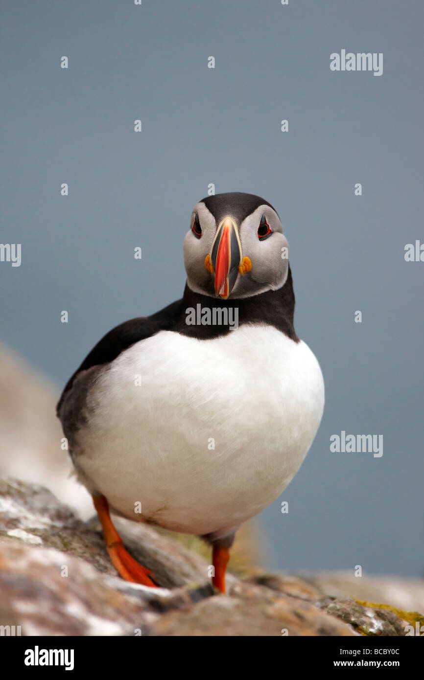 Atlantic puffin winter hi-res stock photography and images - Alamy