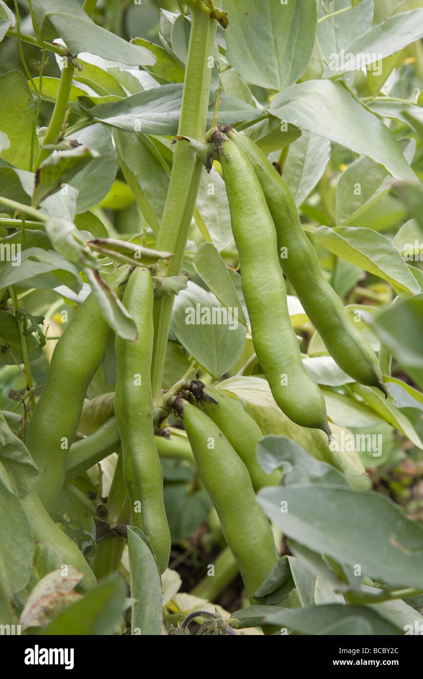 Fava bean plant hi-res stock photography and images - Alamy