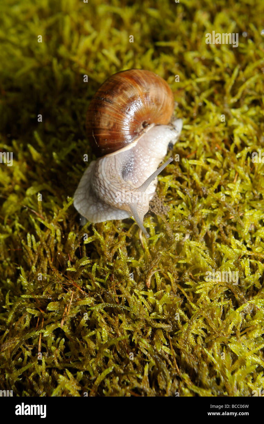 Snail Snails on moss Stock Photo - Alamy