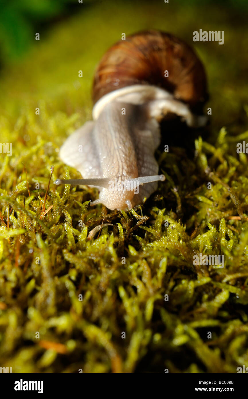 Snail Snails on moss Stock Photo - Alamy