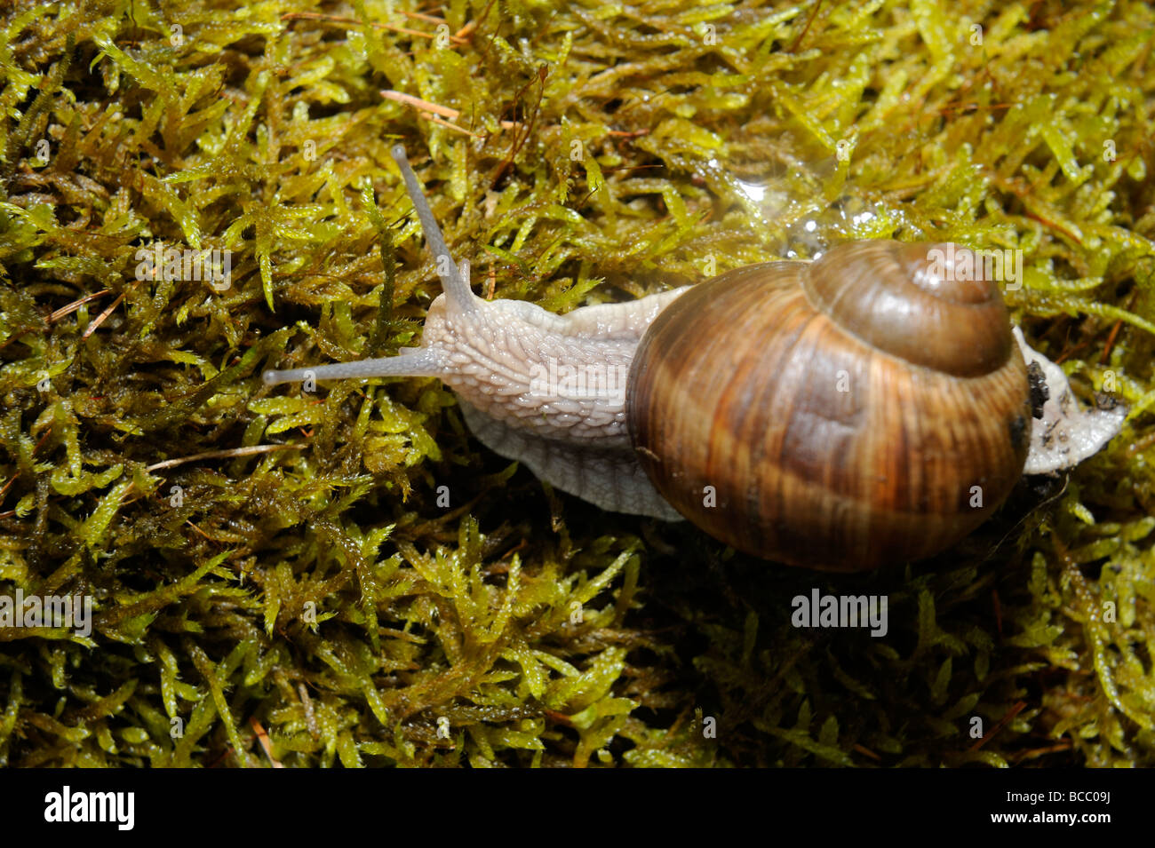 Snail Snails on moss Stock Photo - Alamy