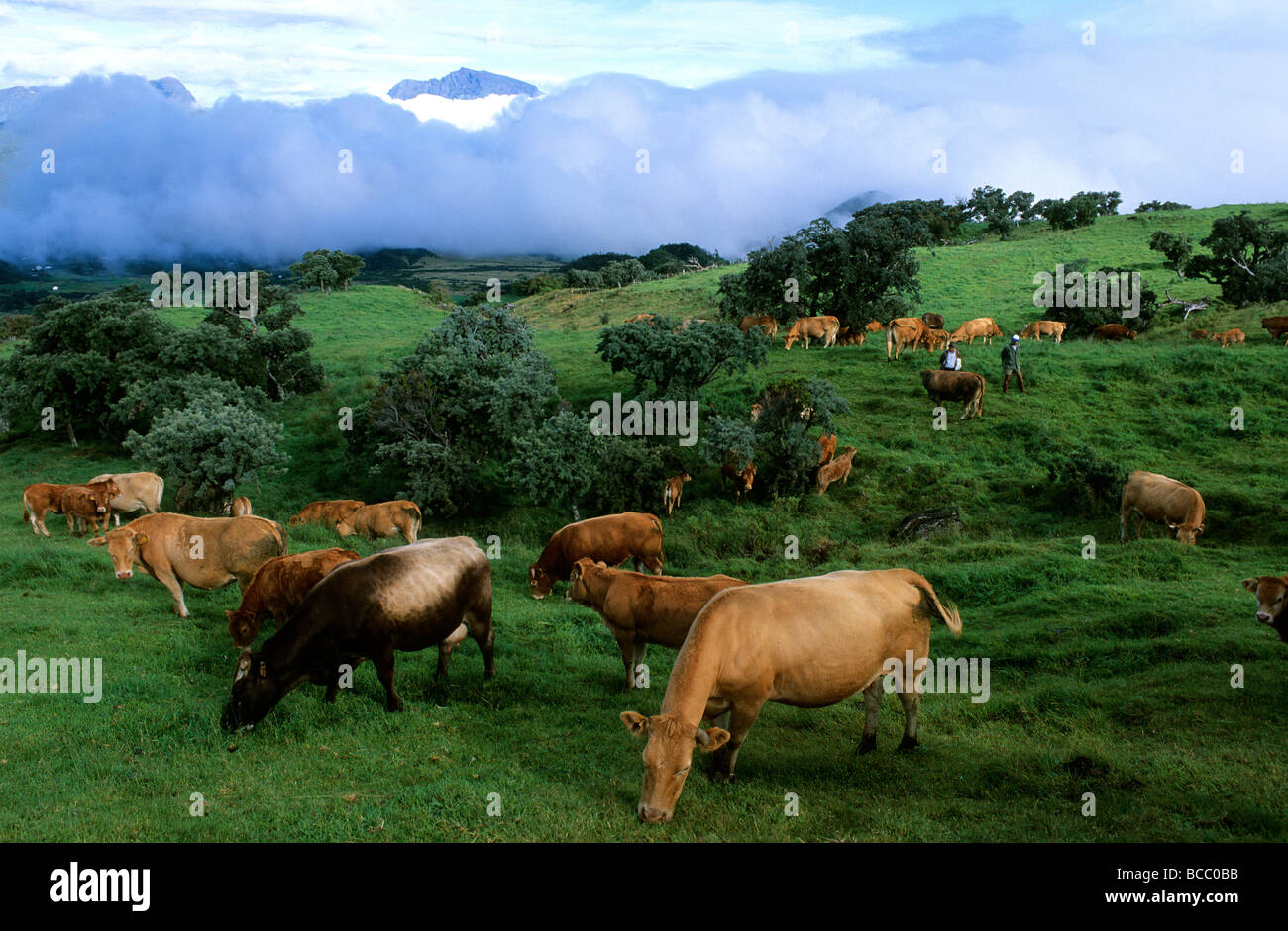 France, Reunion Island (French Overseas Department), Plaine des Cafres ...