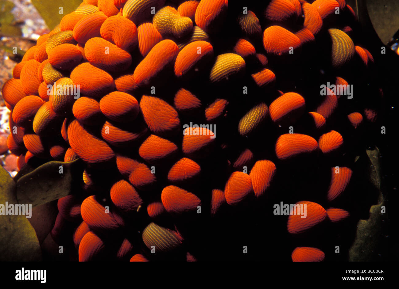 Cnidarian hi-res stock photography and images - Alamy