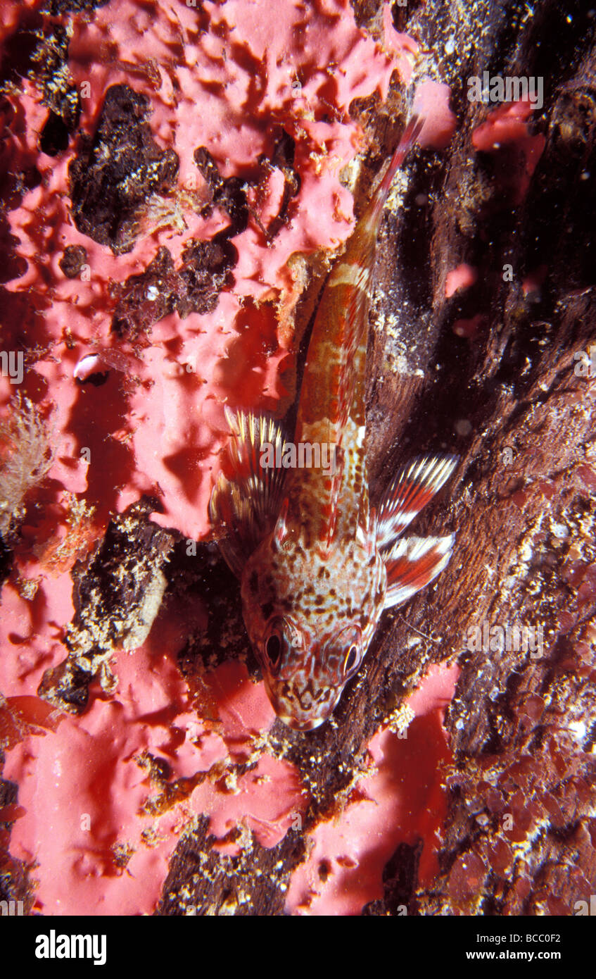 The camouflaged Dragonet or Stink Fish, resting on a pier pylon Stock ...