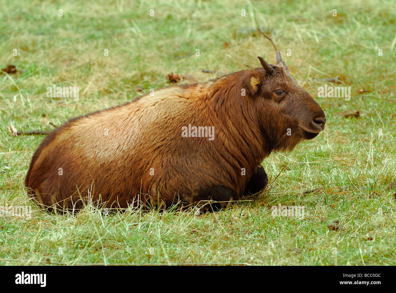 Bhutan, Thimphu, motithang mini zoo, Bhutan's national animal, the ...