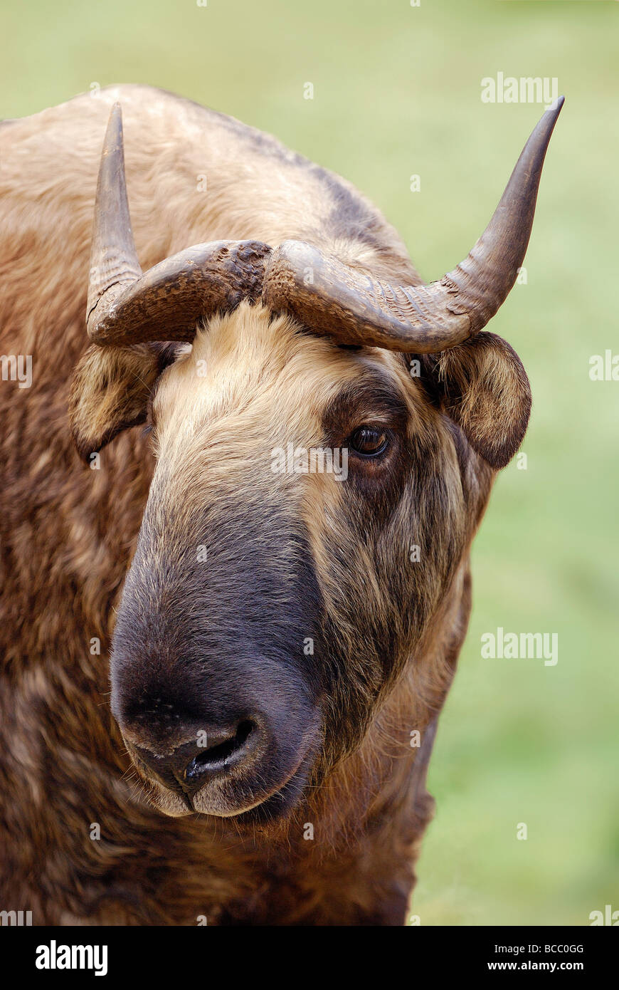 Bhutan, Thimphu, motithang mini zoo, Bhutan's national animal, the ...
