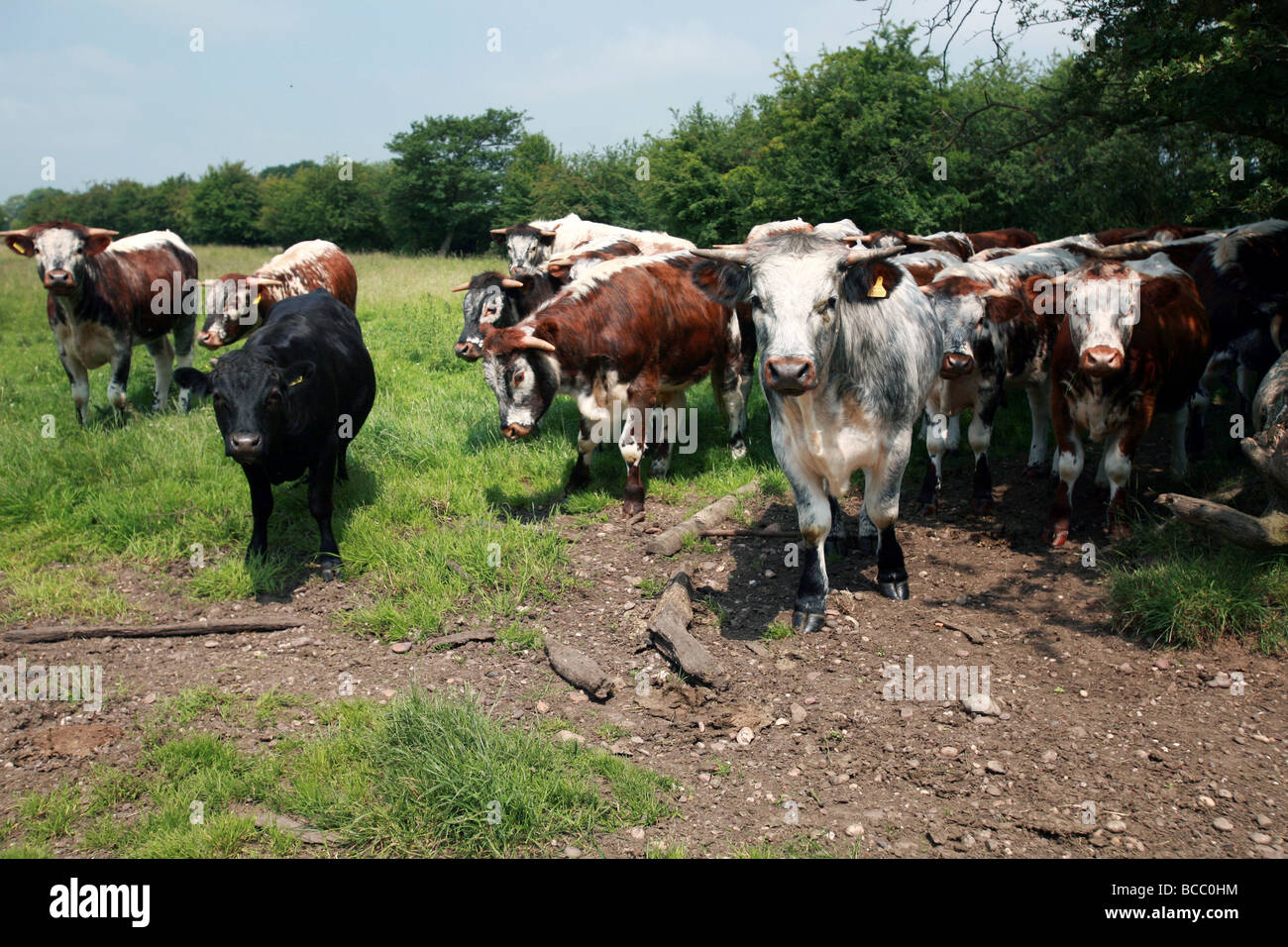 Short field hi-res stock photography and images - Alamy