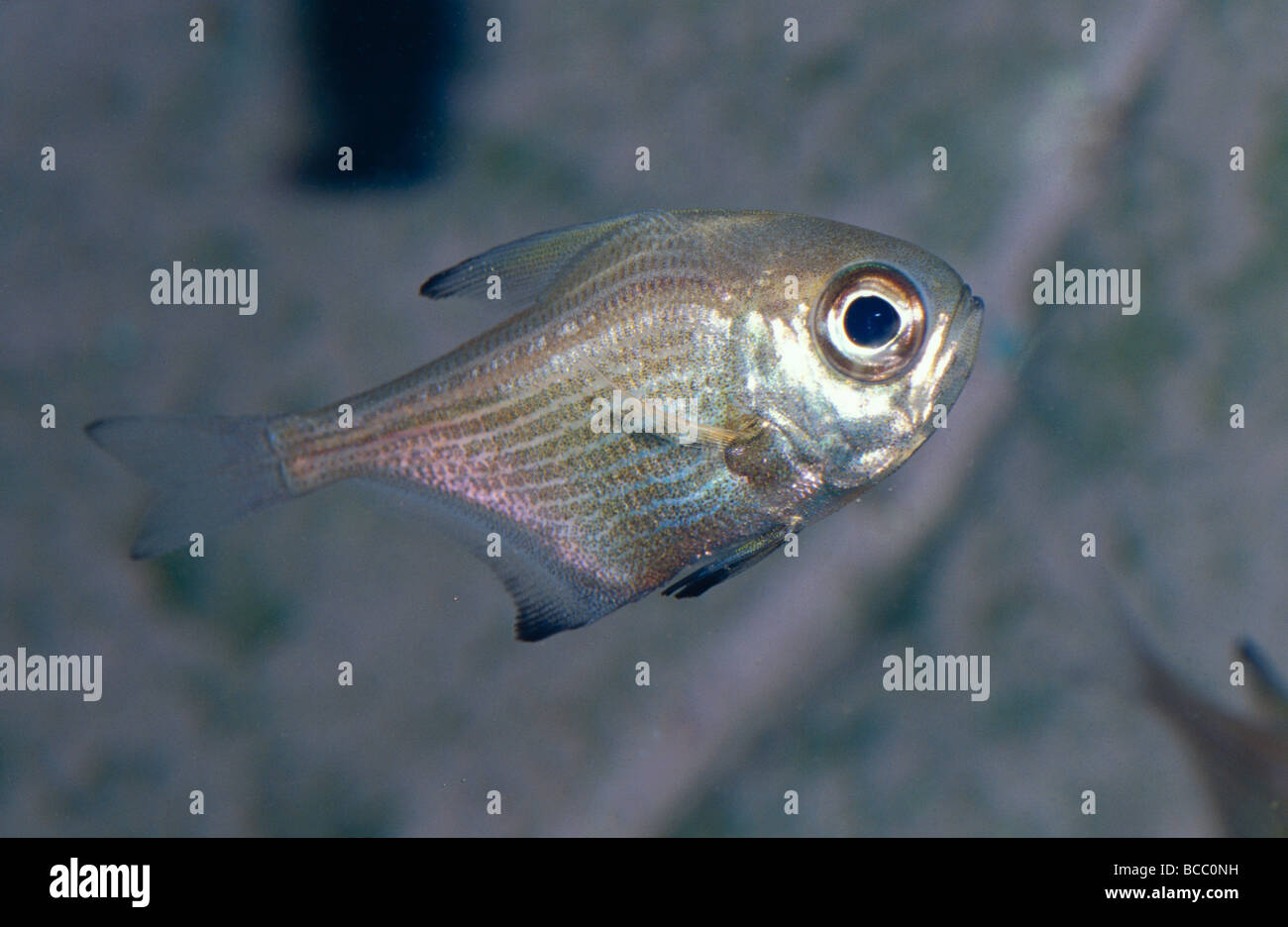 The beautiful silver scales of a Common Bullseye fish Stock Photo - Alamy