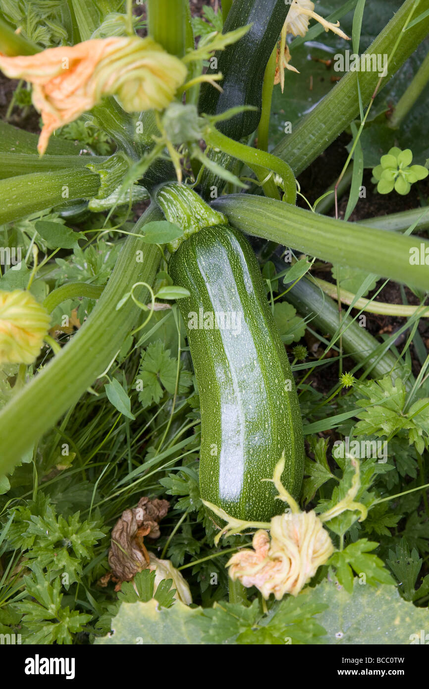 Courgette plant fruit and flowers Stock Photo - Alamy