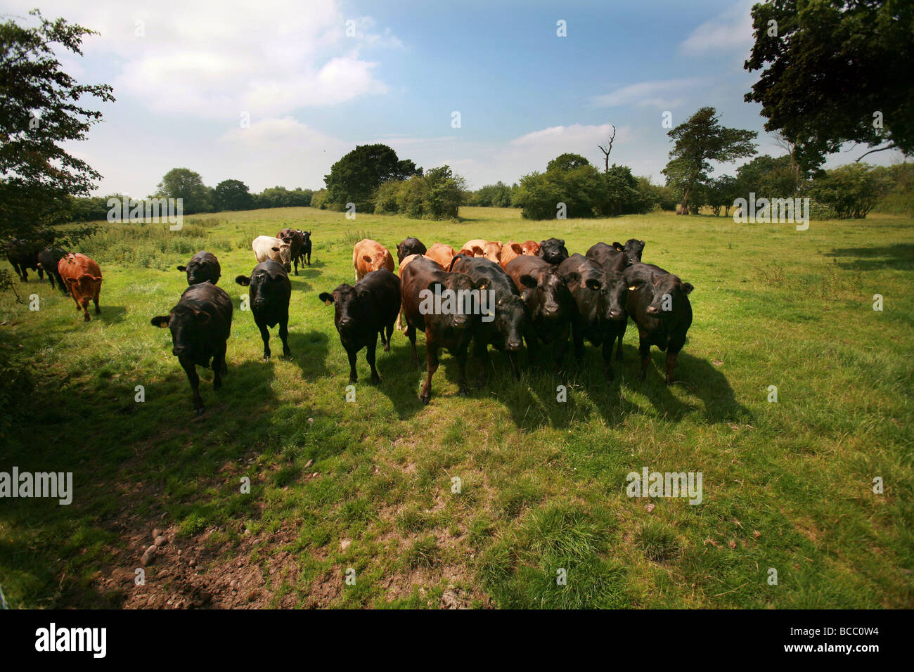 Short horn cattle in a summer field in the UK Stock Photo - Alamy