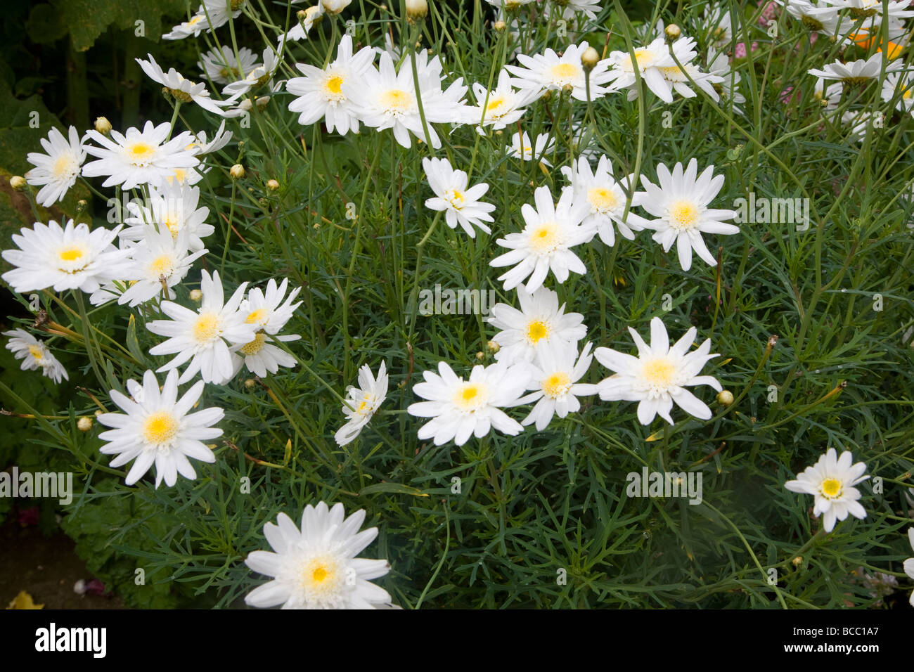 Margeurite hi-res stock photography and images - Alamy