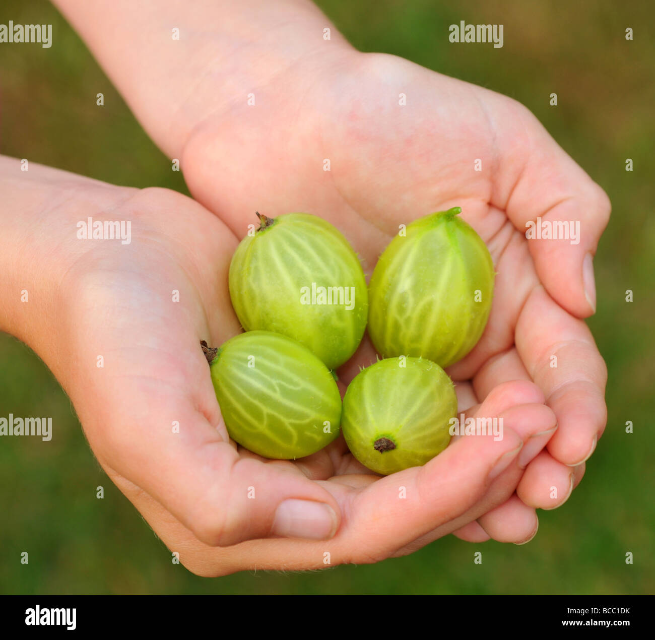 Gooseberry hi-res stock photography and images - Alamy