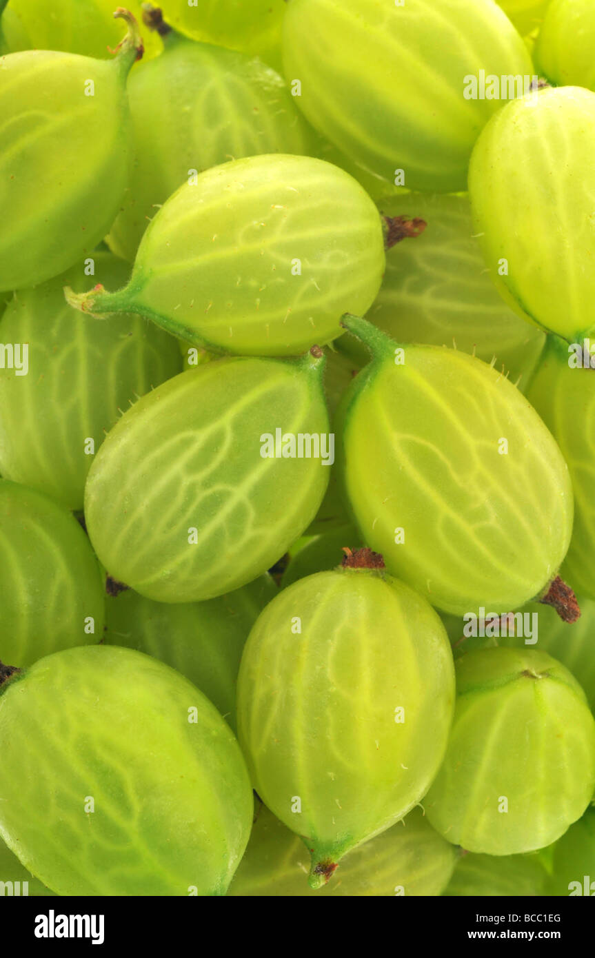 Gooseberry hi-res stock photography and images - Alamy