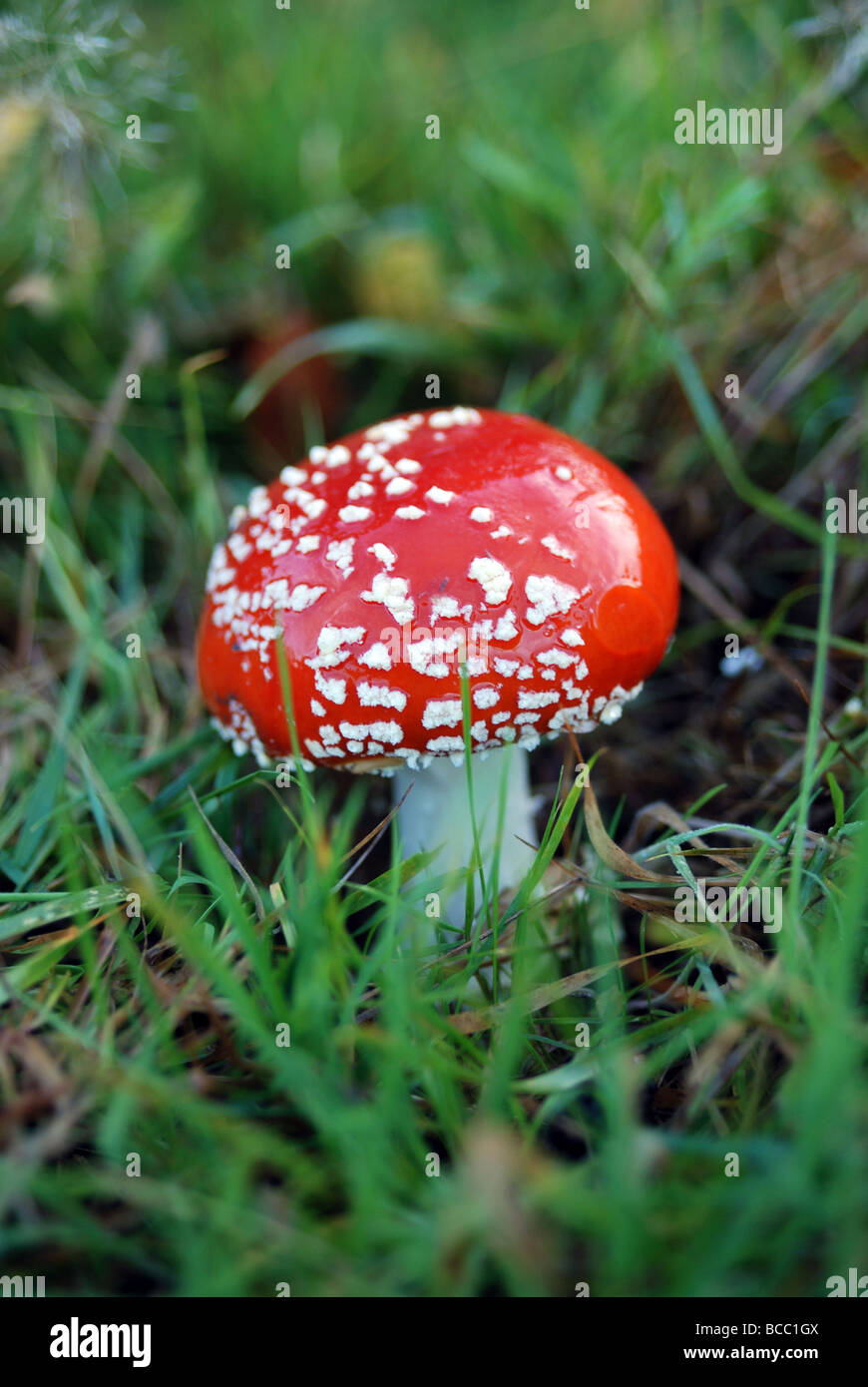 Toad in forest hi-res stock photography and images - Alamy