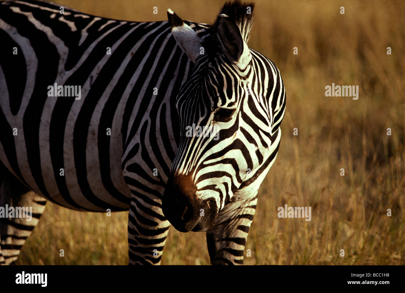 Plain stripes hi-res stock photography and images - Alamy