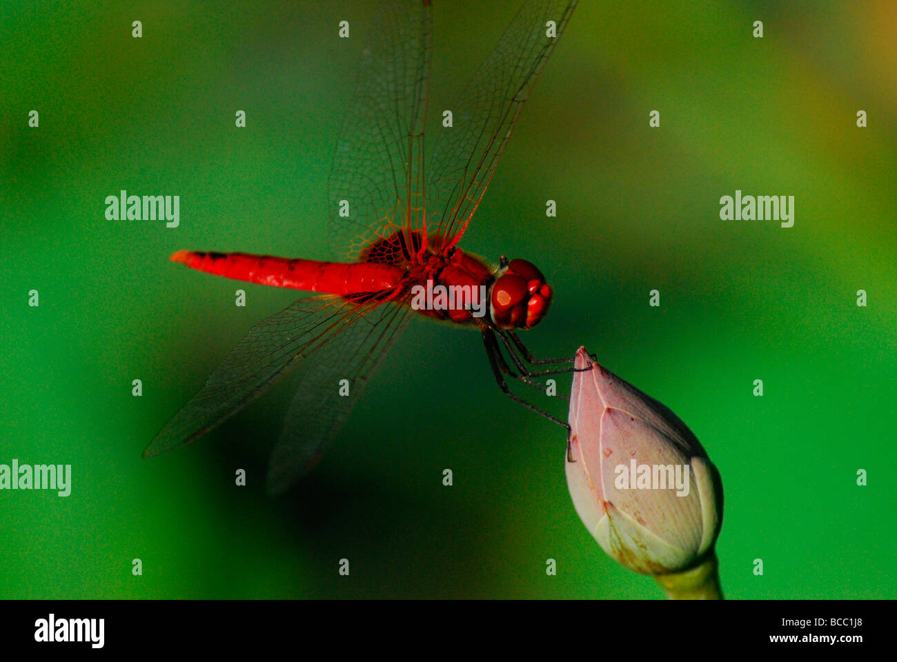 Dragon fly in red flower hi-res stock photography and images - Alamy