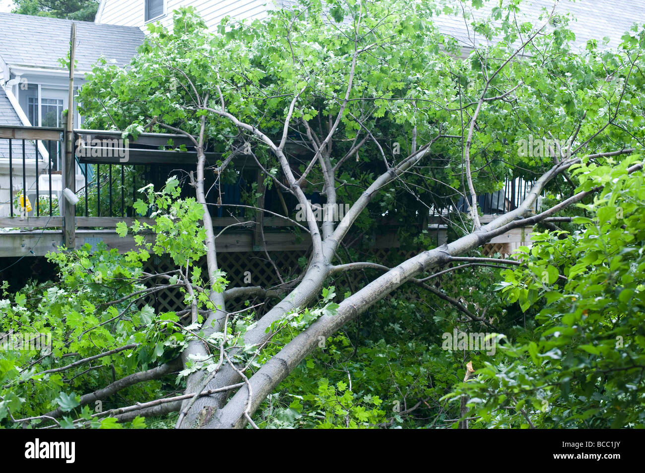 Evidence of storm damage / a fallen tree in residential backyard Stock ...