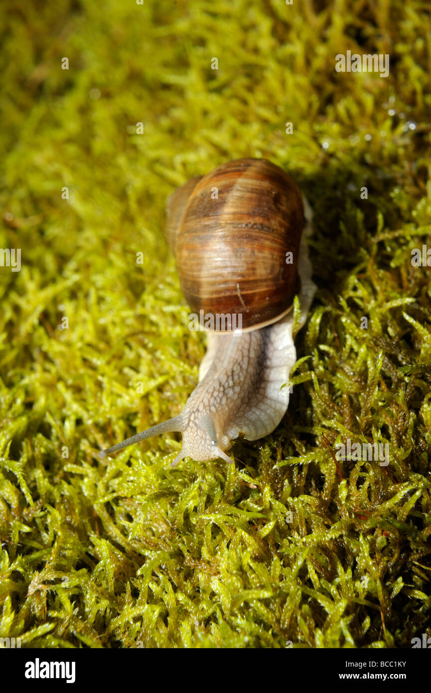 Snail Snails on moss Stock Photo - Alamy