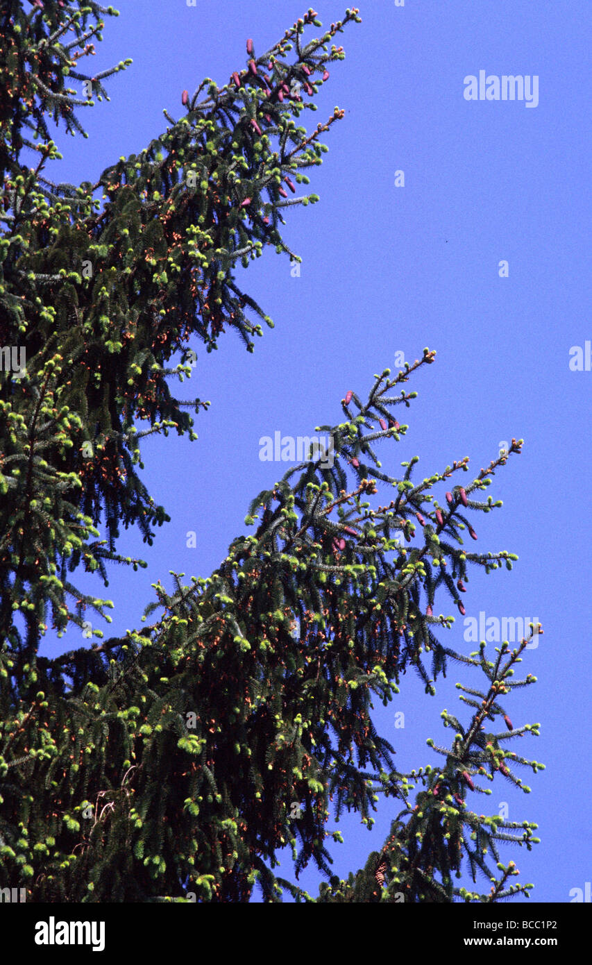 Spruce tree in spring Stock Photo - Alamy