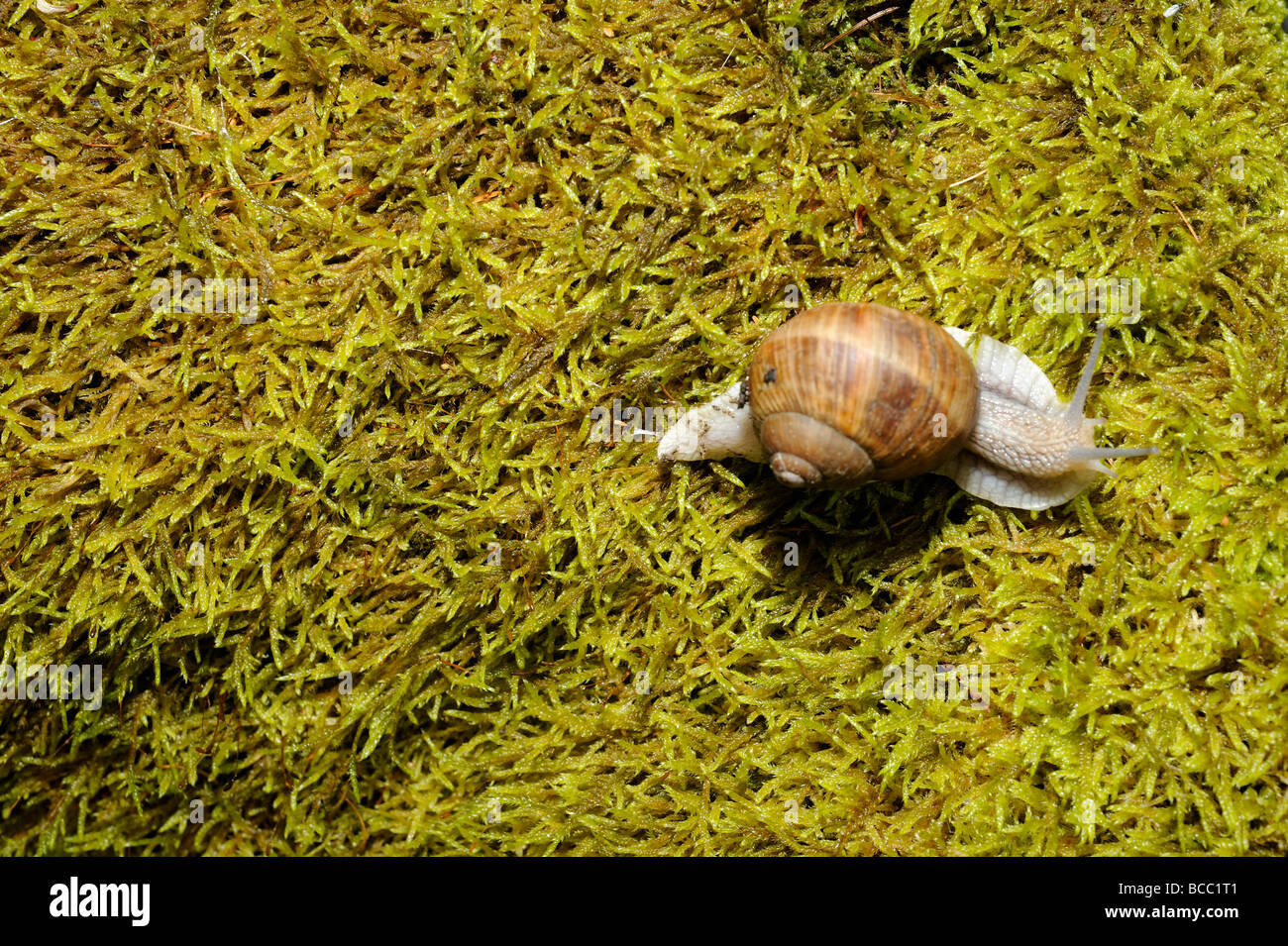Snail Snails on moss Stock Photo - Alamy