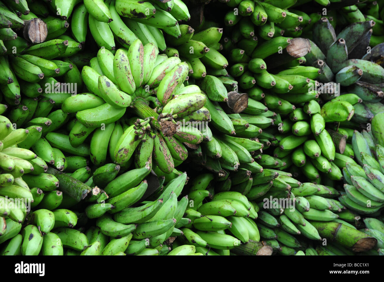 A pile of fresh green bananas Stock Photo - Alamy
