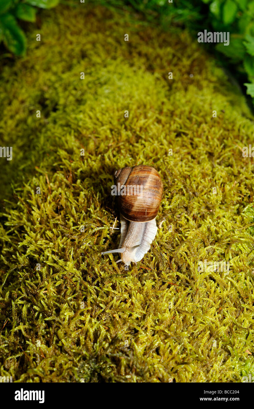 Snail Snails on moss Stock Photo - Alamy