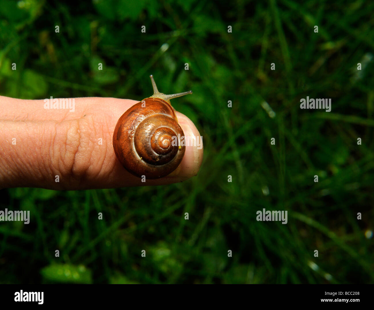 Little Snail on finger close up Stock Photo - Alamy