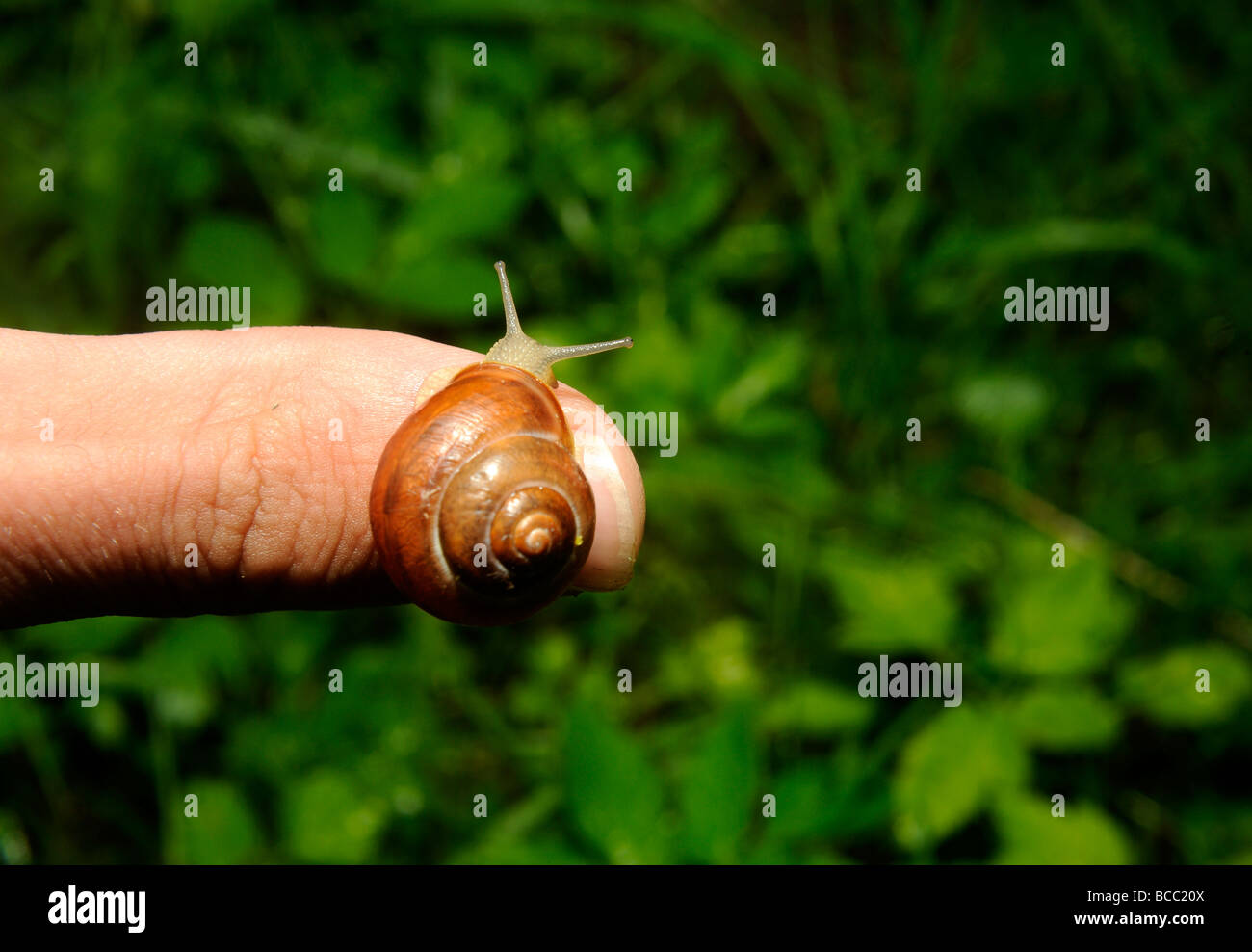 Little Snail on finger close up Stock Photo - Alamy