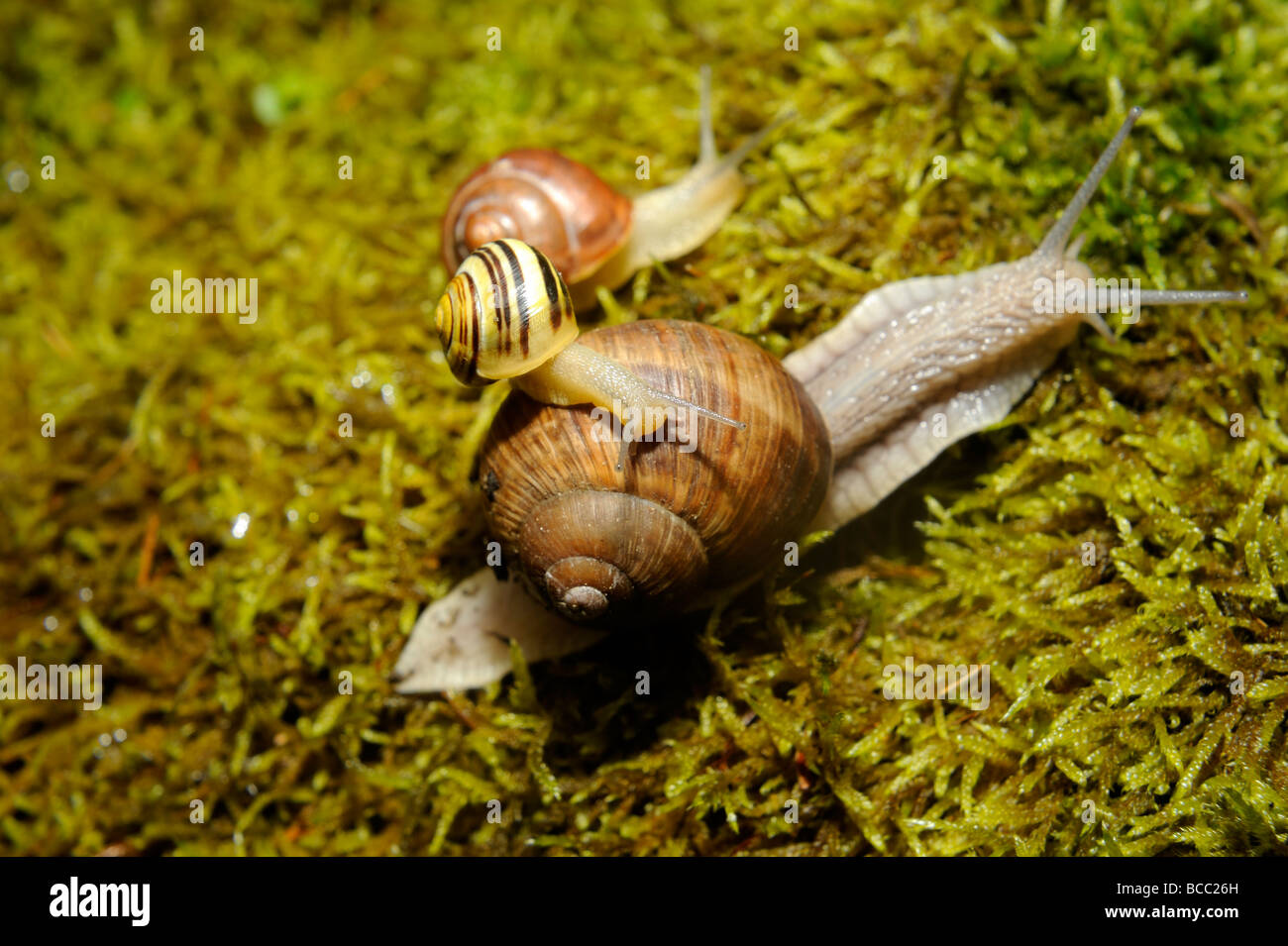 Snail Snails on moss, small snail riding on top of the house of a large ...