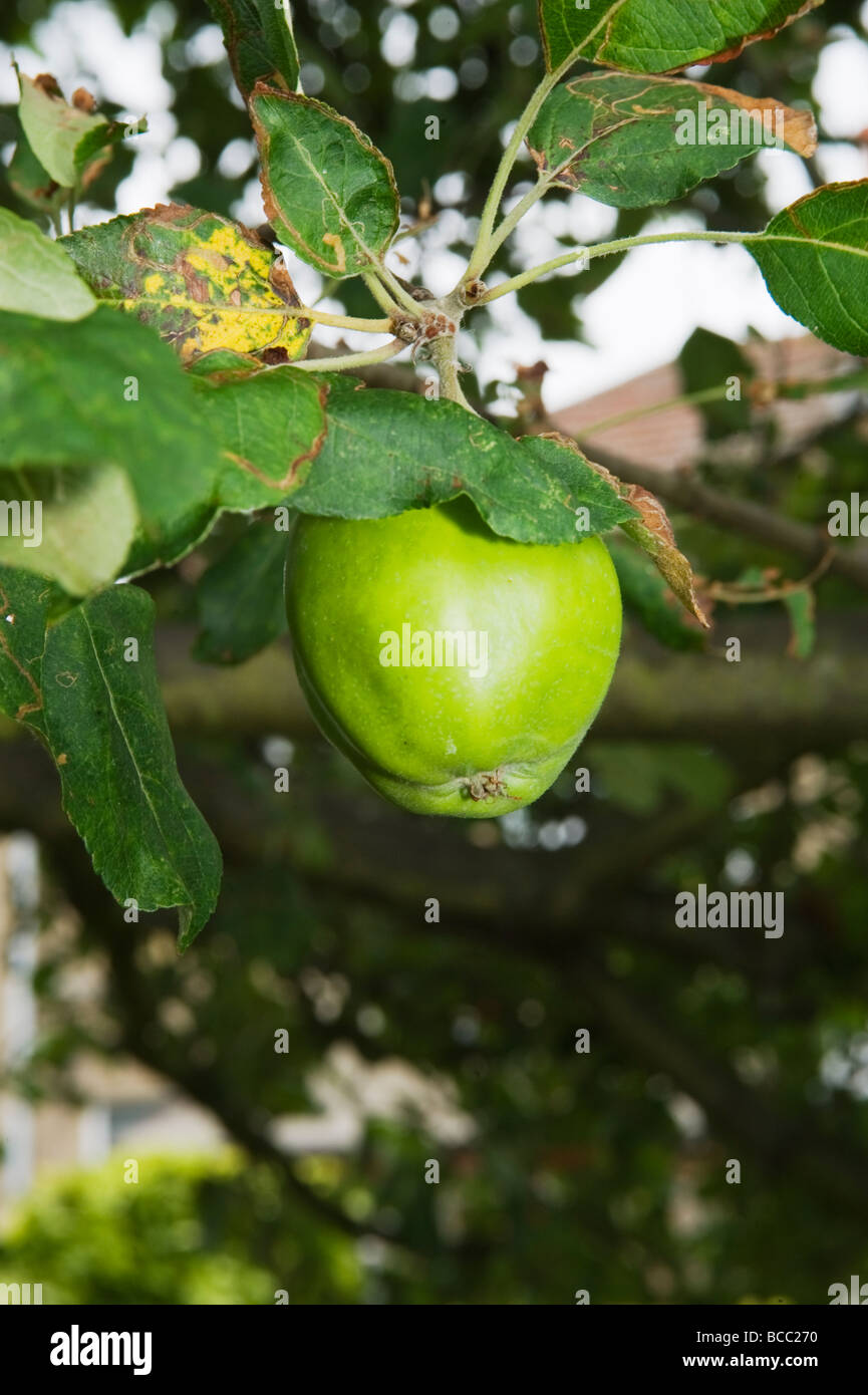 Bramley apple tree hi-res stock photography and images - Alamy