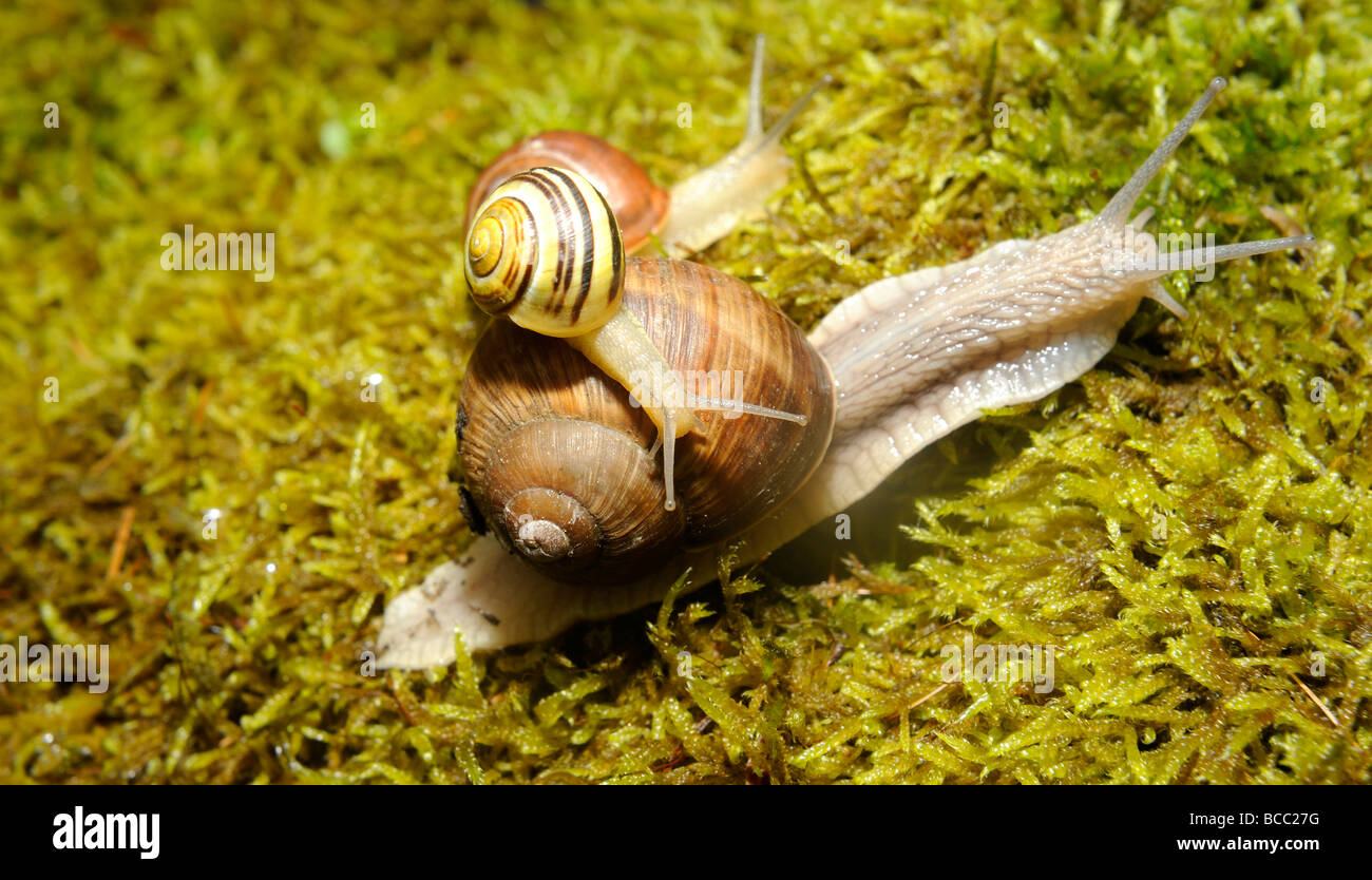 Europe garden snails group hi-res stock photography and images - Alamy