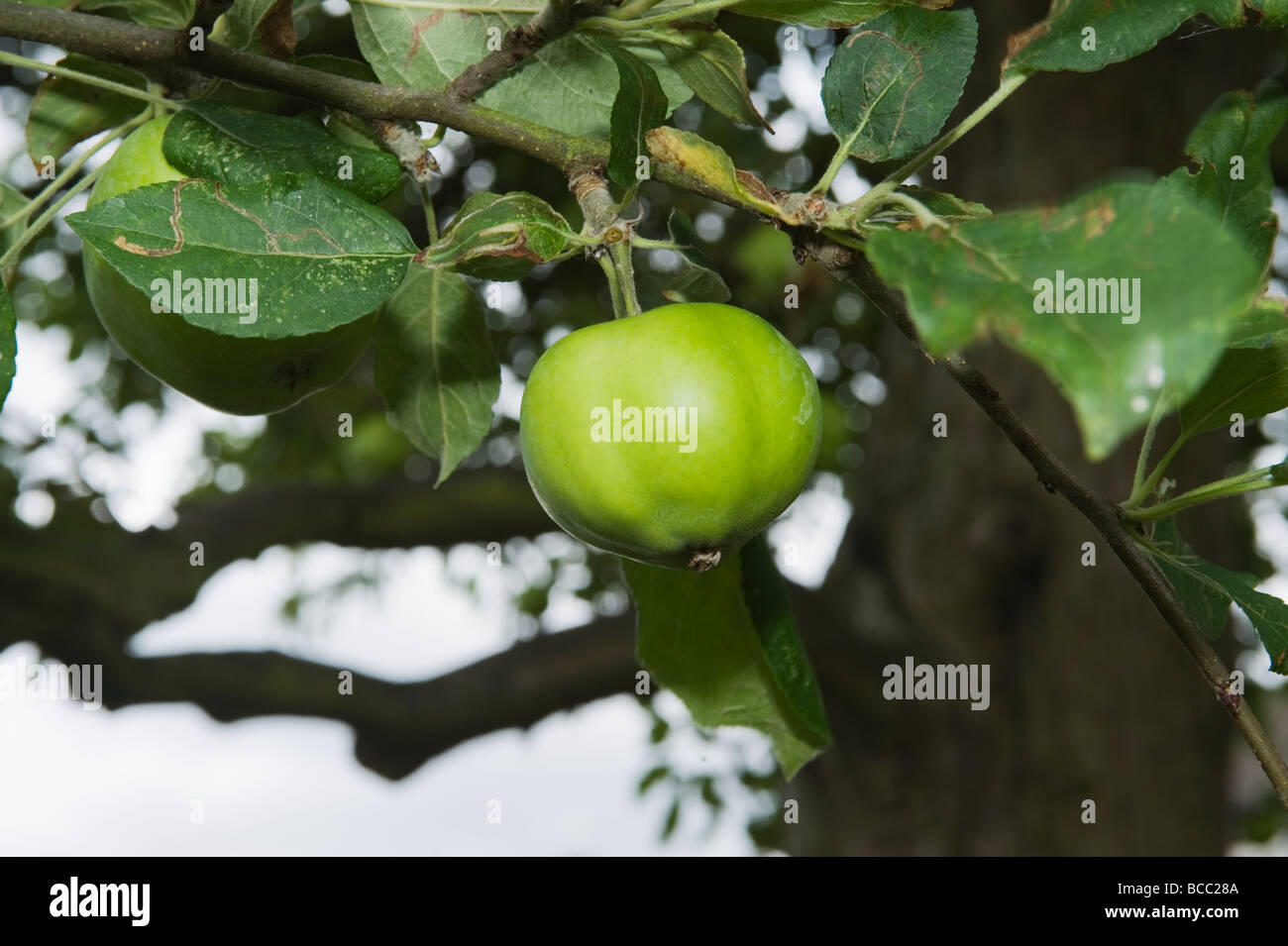 Bramley apple tree hi-res stock photography and images - Alamy