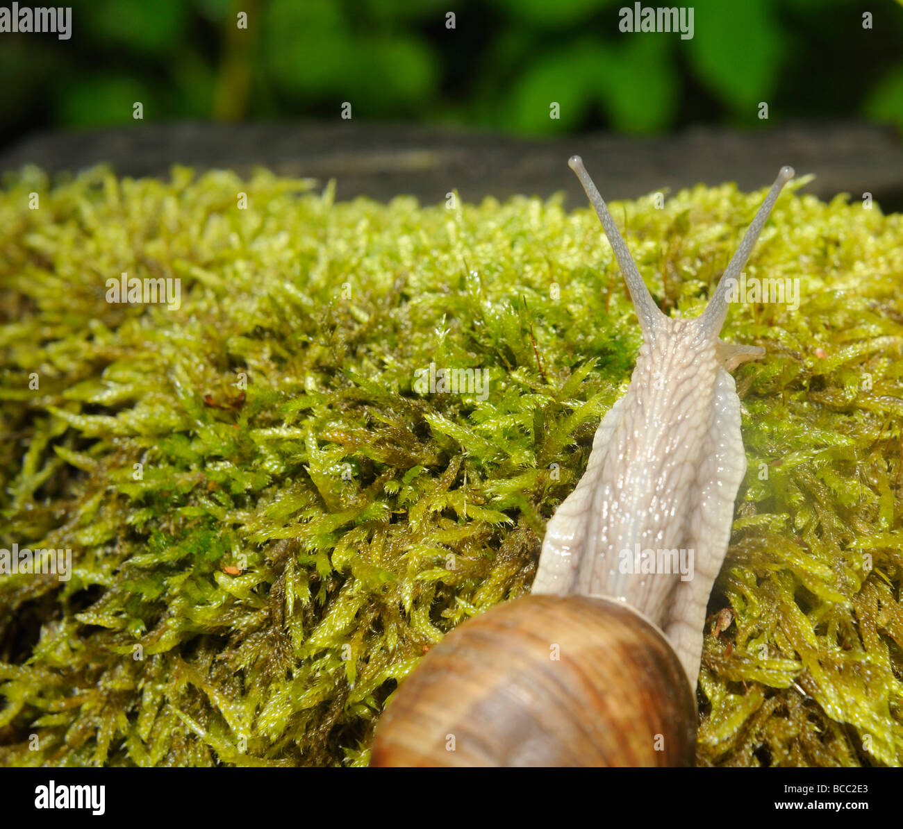 Snail Snails on moss Stock Photo - Alamy